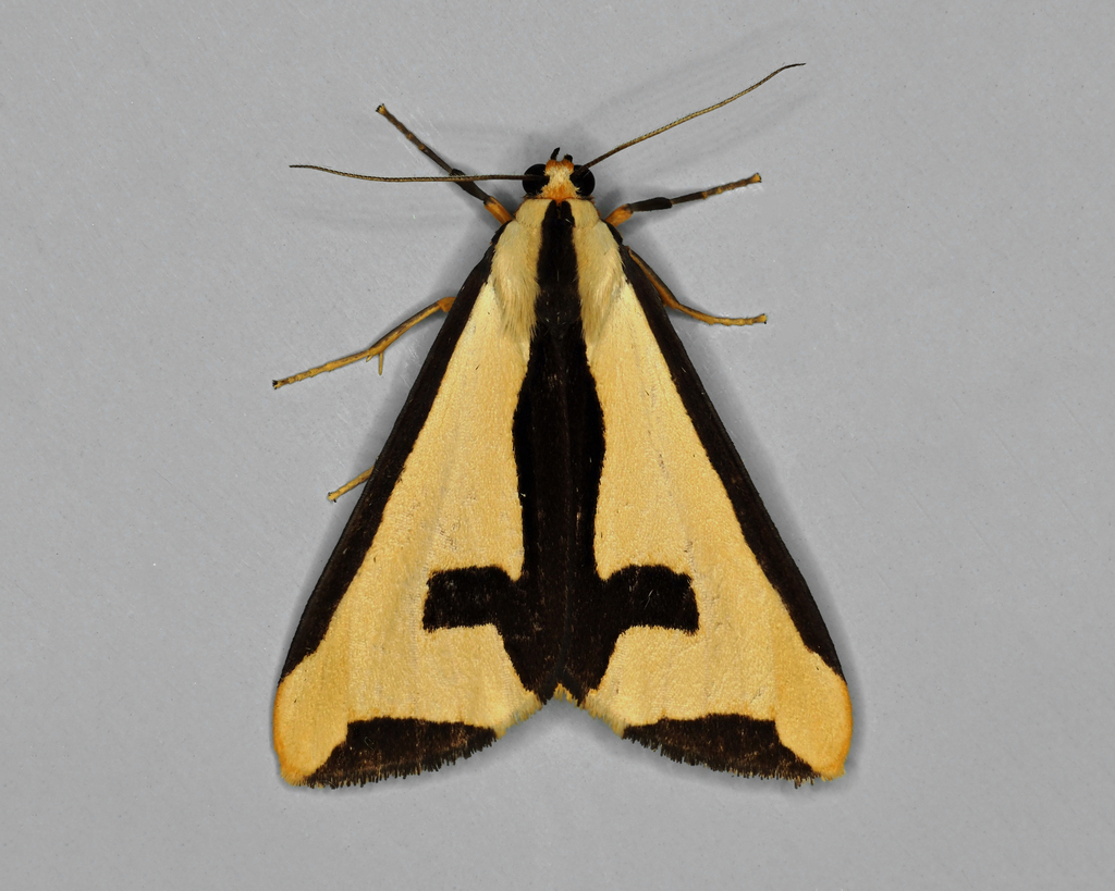 Clymene Moth from Salem, NH 03079, USA on July 28, 2024 at 05:36 AM by ...