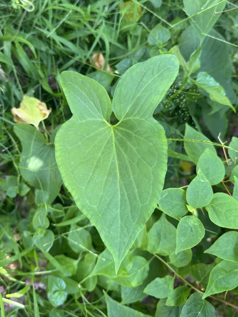 Divaricate Typhonium from Pamantasan ng Lungsod ng Maynila, Manila ...