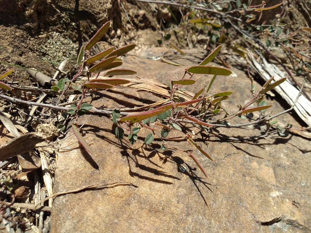creeping bossiaea from Zumsteins VIC 3401, Australia on October 13 ...