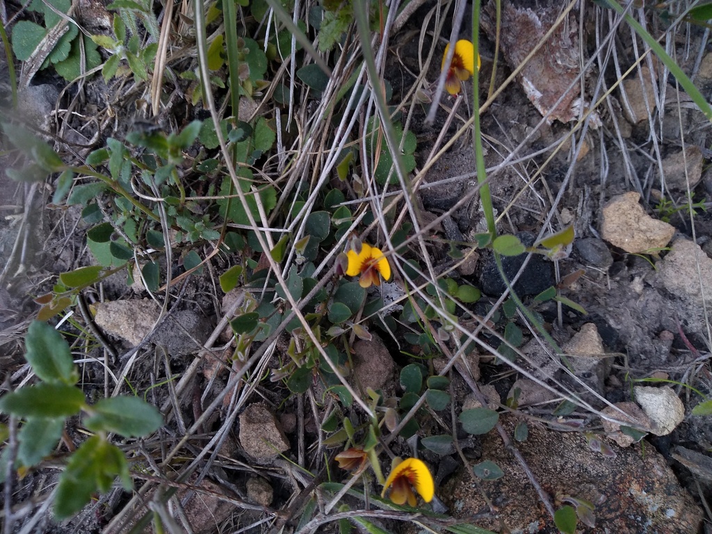 creeping bossiaea from Halls Gap VIC 3381, Australia on September 27 ...