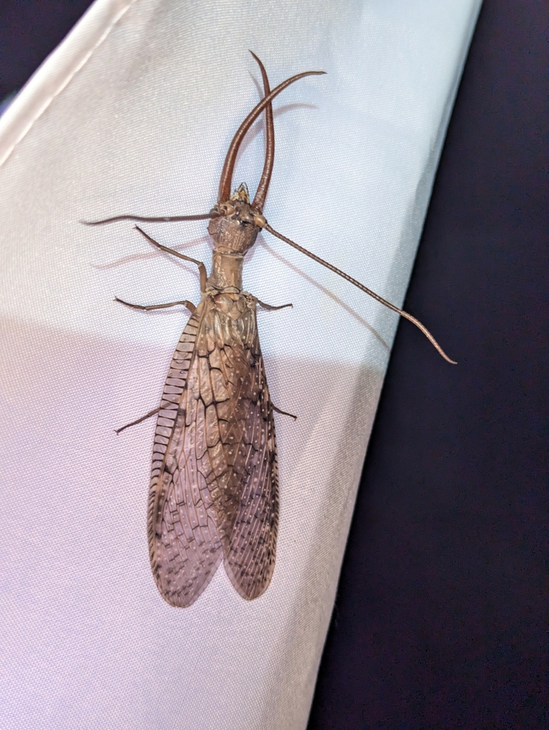 Eastern Dobsonfly from McKinney, TX 75069, USA on July 27, 2024 at 11: ...