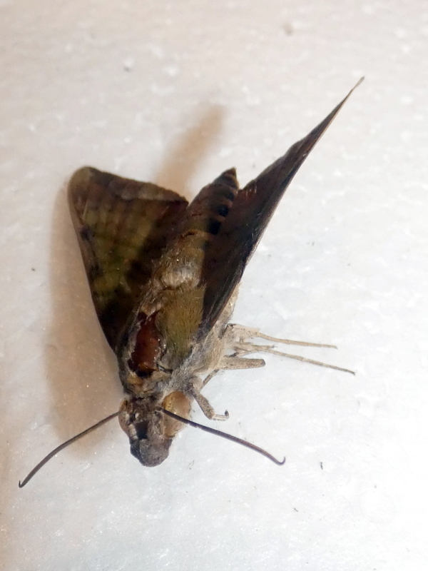 Crepuscular Hawkmoth from Vientiane, Laos on July 28, 2024 at 06:25 PM ...