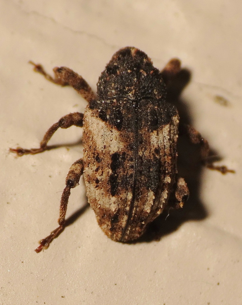 Cryptorhynchus fuscatus (Beetles of Chicago Wilderness) · BioDiversity4All