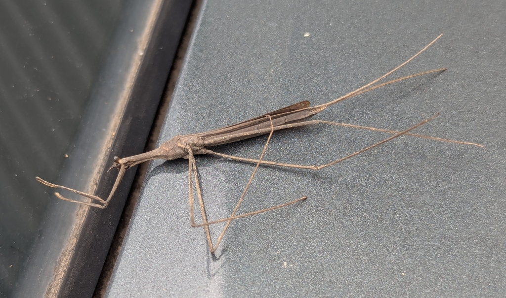 Ranatra in July 2024 by Joel · iNaturalist