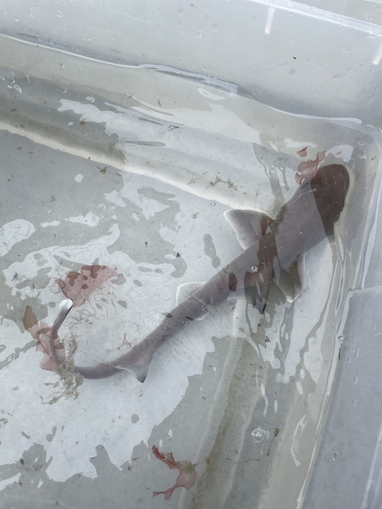 Dusky Smooth-hound in July 2024 by penny_t · iNaturalist