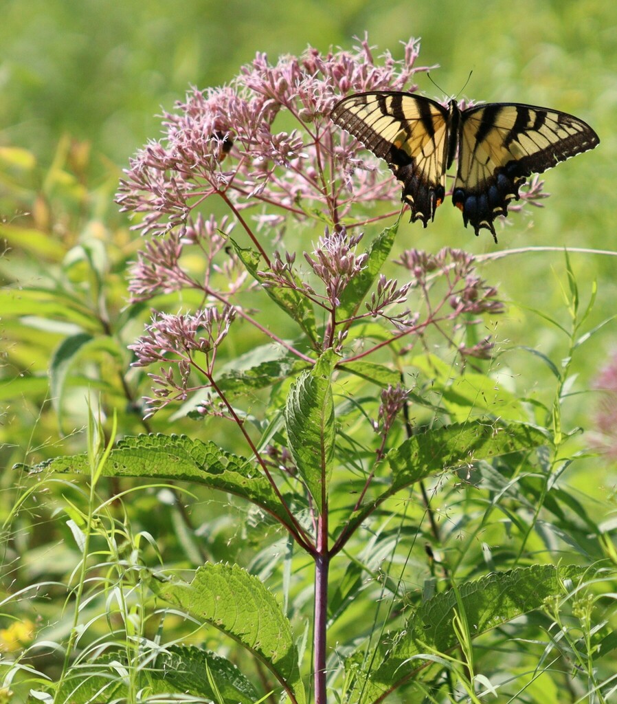 Eastern Tiger Swallowtail from 1304 Sloatsburg Rd, Ringwood, NJ 07456 ...