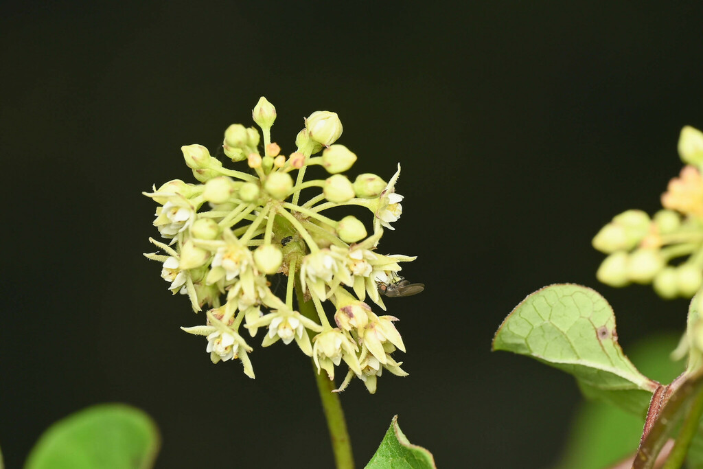 milkweeds from 中国云南省丽江市 on July 8, 2024 at 02:53 PM by Jinmin Li ...