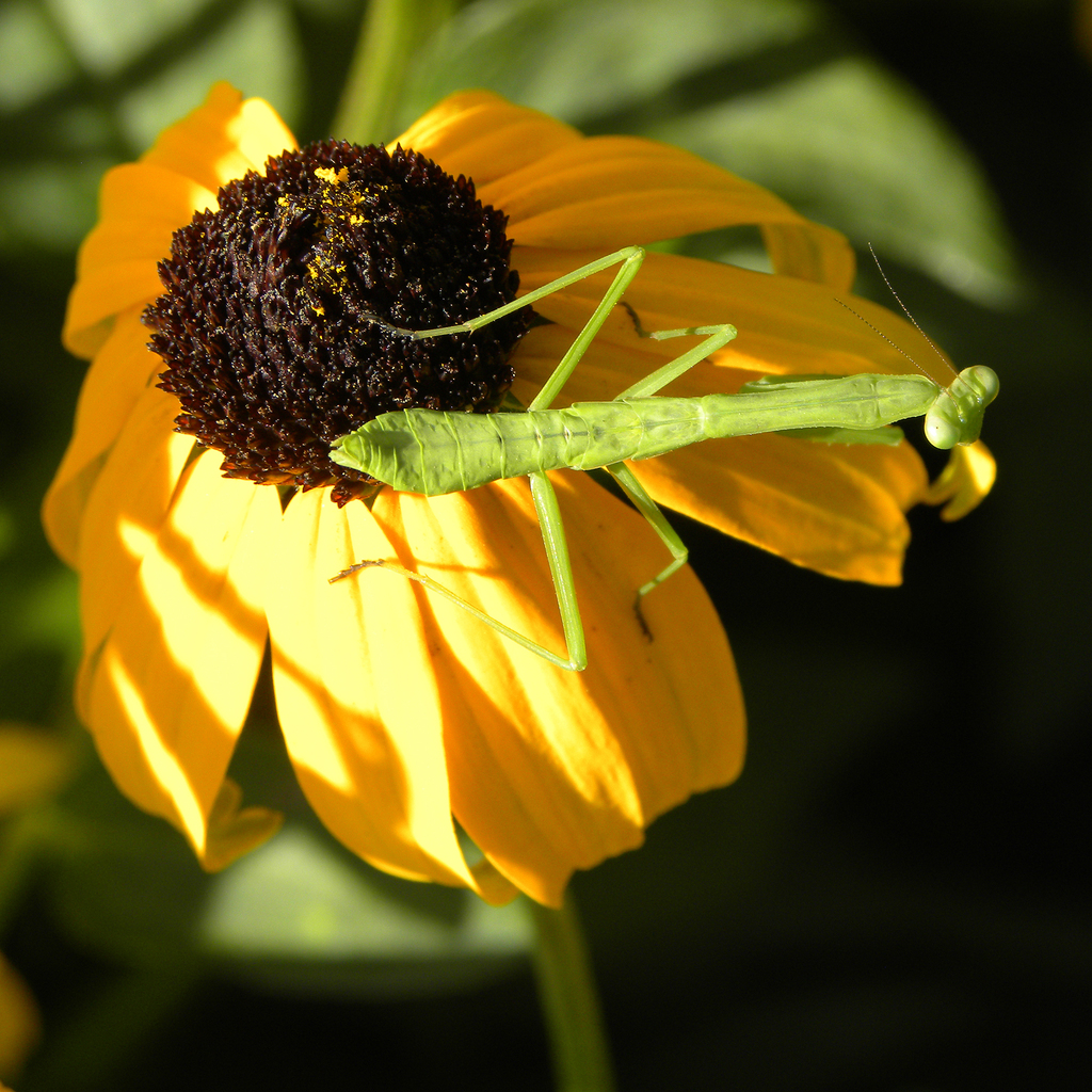 Carolina Mantis in July 2024 by M. Whitson. I toured a colorful garden ...