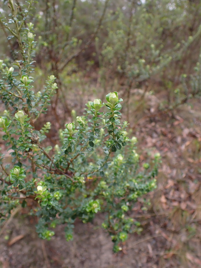 Grey Everlasting from Warrak VIC 3377, Australia on July 27, 2024 at 12 ...