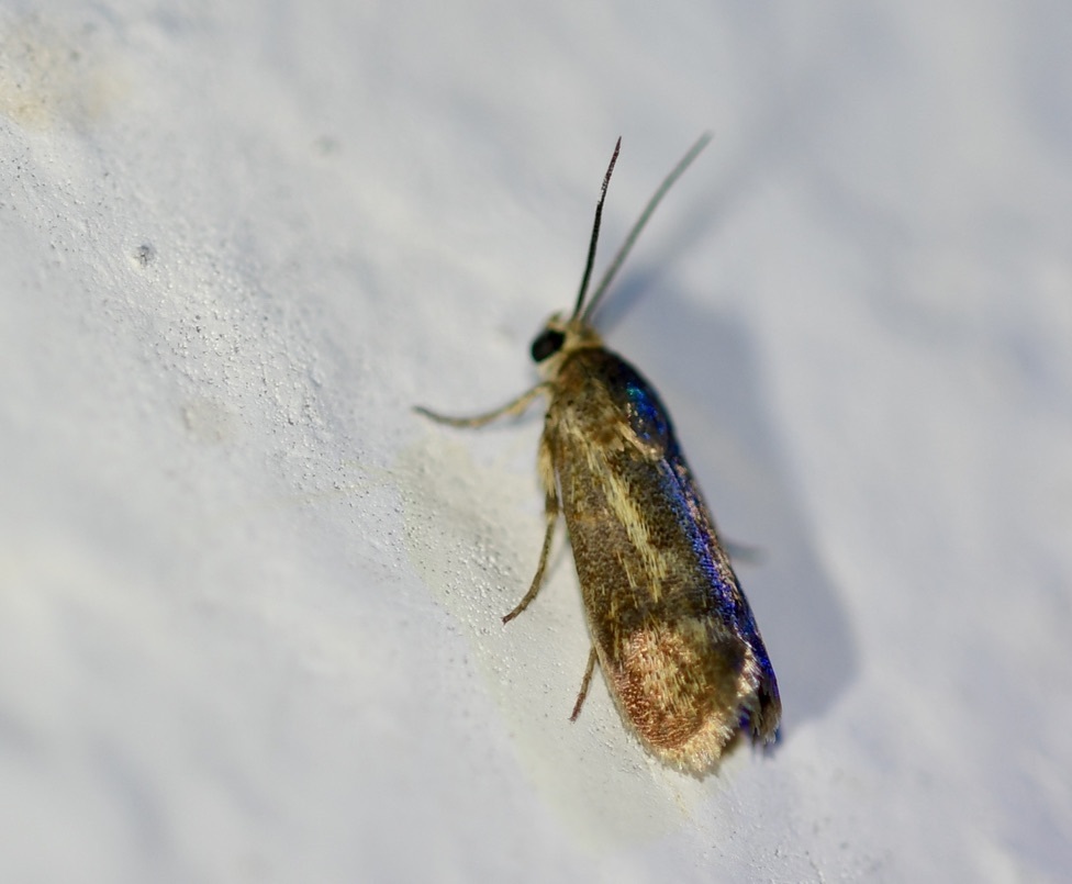 Brachodes gaditana from 7200 Campinho, Portugal on July 27, 2024 by ...