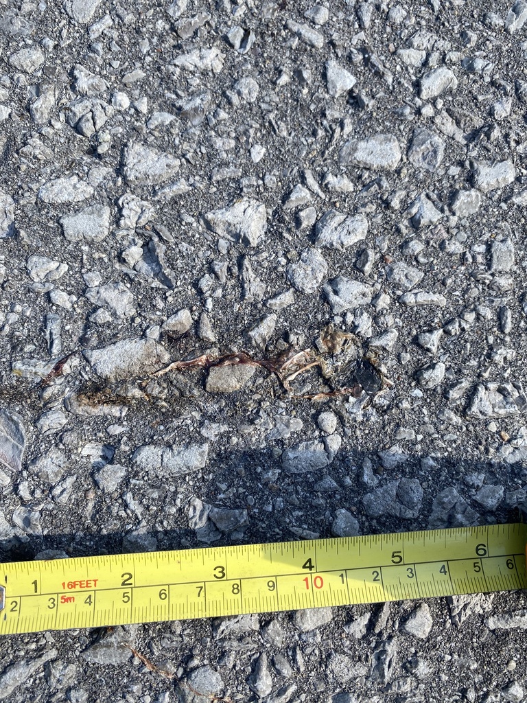 Typical Frogs from Kris Starr on July 25, 2024 by anngray · iNaturalist