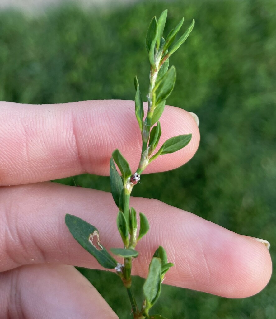 Prostrate Knotweed from West Fork, AR 72774, USA on July 28, 2024 at 07 ...