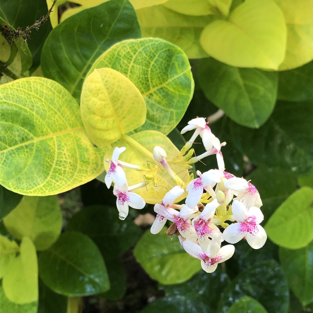 Carruthers' falseface (Pseuderanthemum carruthersii) - Botanical Realm