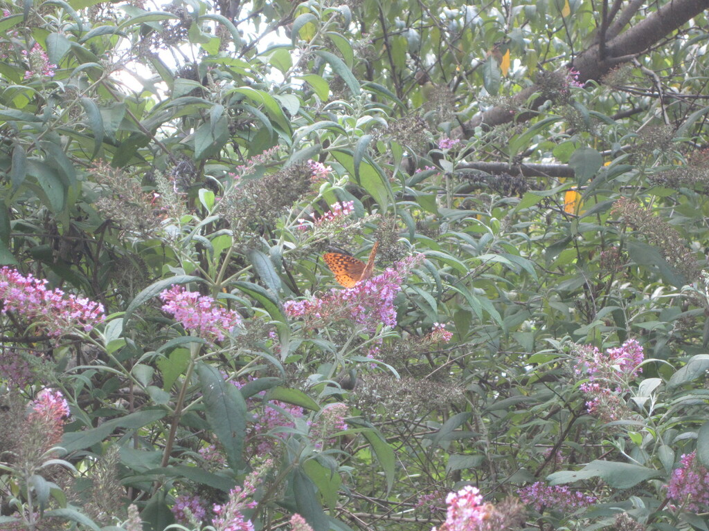 Great Spangled Fritillary from Prince William County, VA, USA on July ...