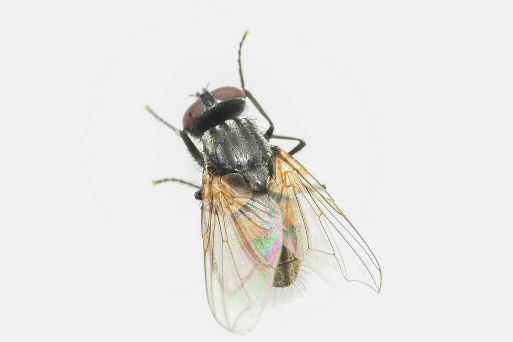 Common House Fly from 中国云南省丽江市 on July 8, 2024 at 05:26 PM by Jinmin Li ...