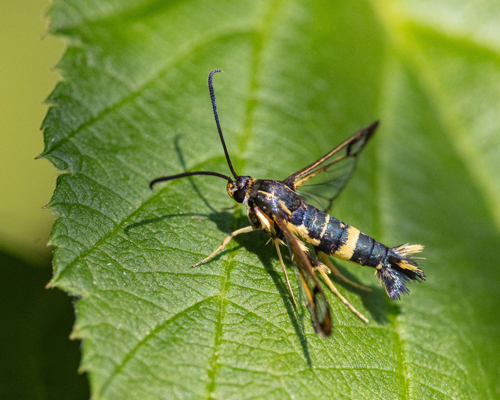 Dogwood Borer Moth from Herndon, PA, USA on July 28, 2024 at 09:28 AM ...