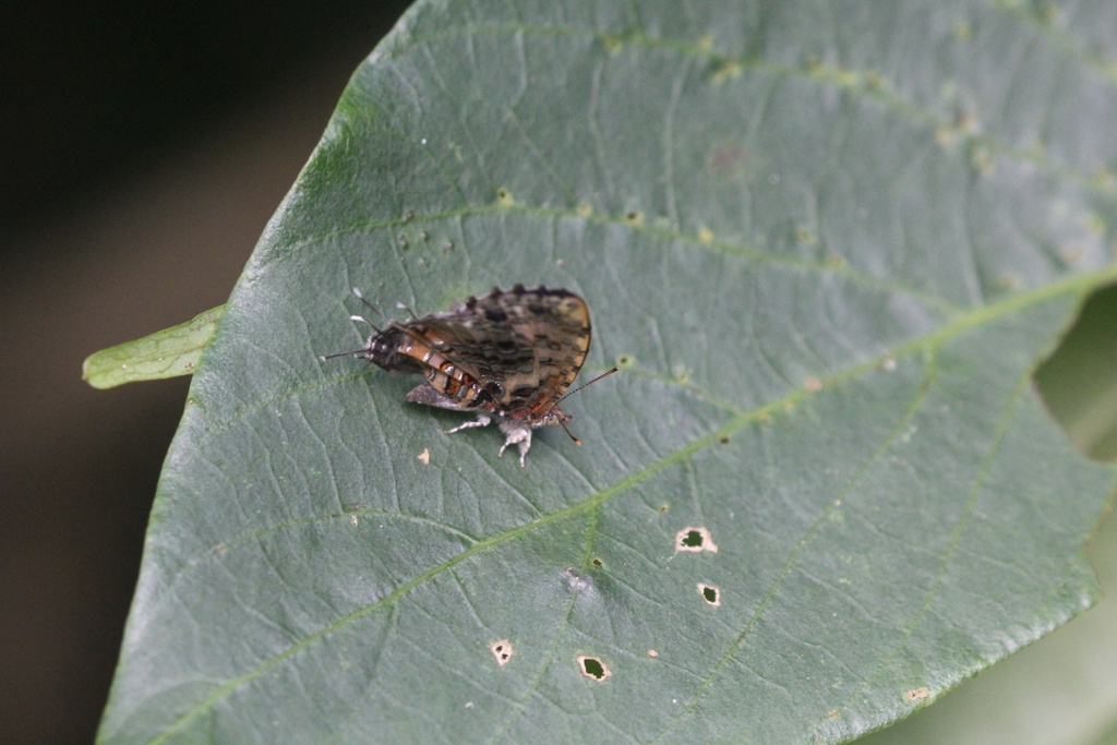 Common Tinsel from Wakro, Arunachal Pradesh 792102, India on July 28 ...