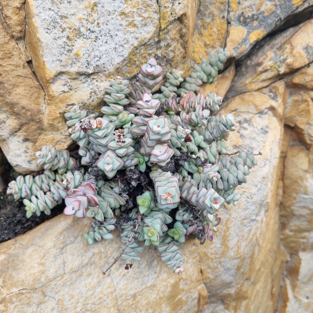 Concertina Plant from Drakenstein Municipality, South Africa on July 28 ...