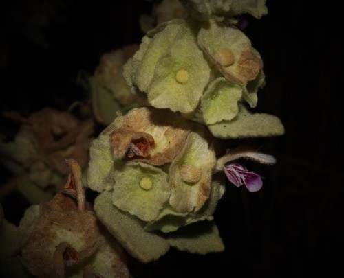 Genus Pseudodictamnus · iNaturalist