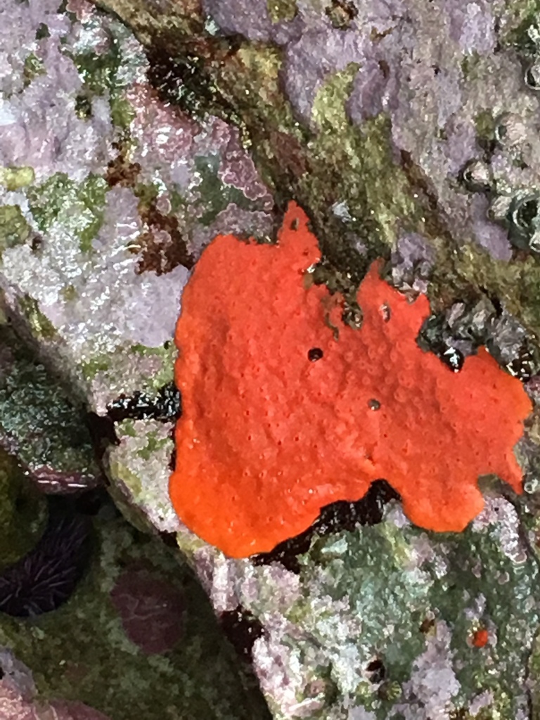 Red Velvet Sponge from S Shore Trail, Carmel, CA, US on June 7, 2019 at ...