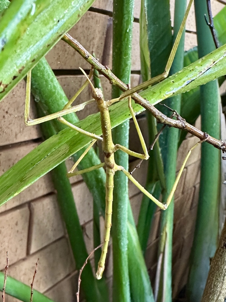 Margin-winged Stick Insect from Maple St, Seaford, VIC, AU on July 28 ...