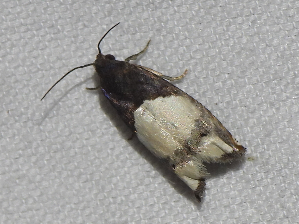 Goldenrod Gall Moth from Hood County, TX, USA on July 27, 2024 at 11:24 ...
