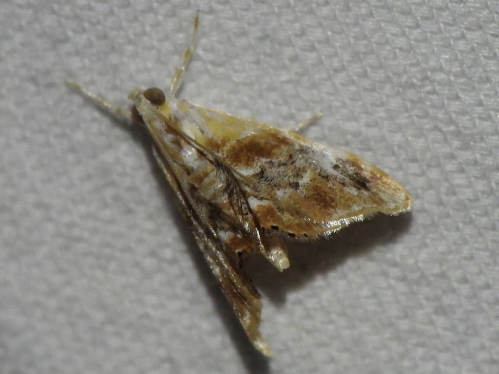 Julia's Dicymolomia Moth from Hood County, TX, USA on July 27, 2024 at ...
