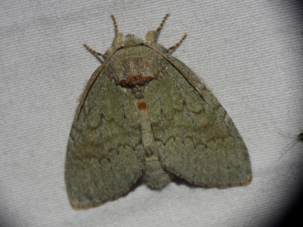 Drab Prominent from Hood County, TX, USA on July 27, 2024 at 11:27 PM ...