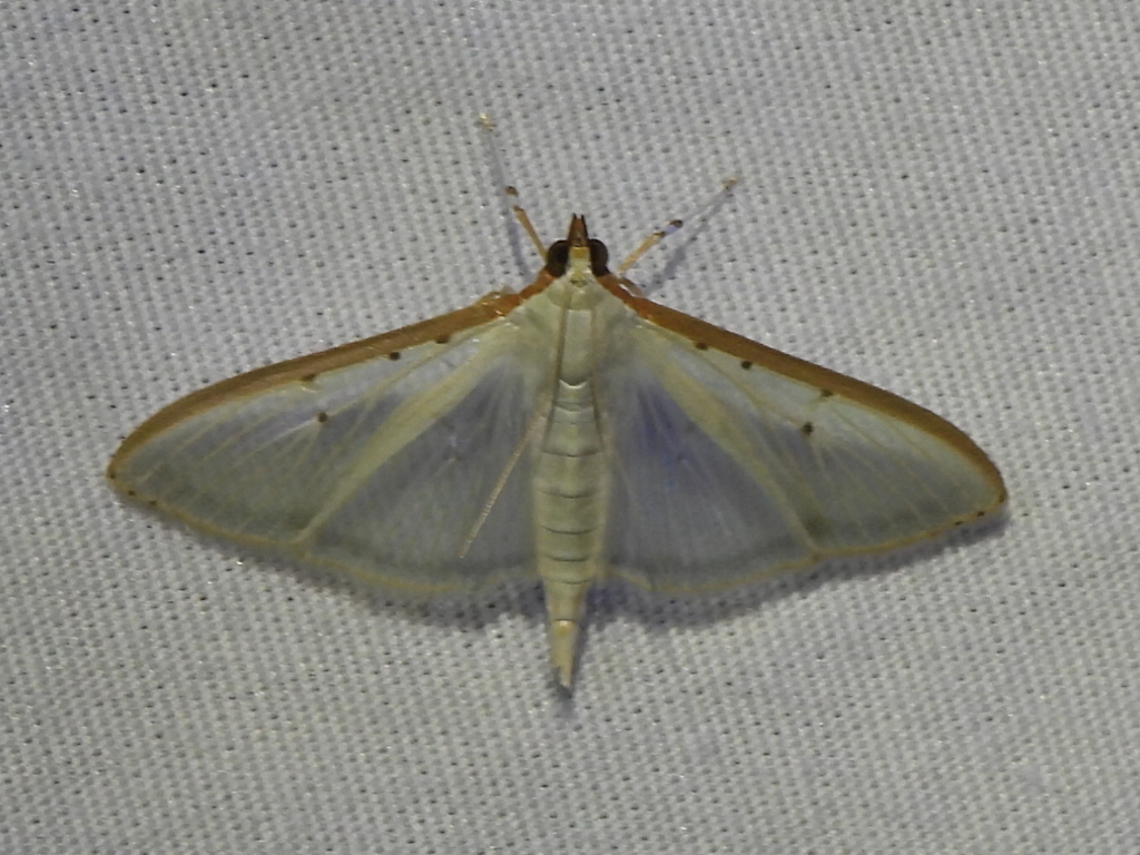 Four-spotted Palpita Moth from Hood County, TX, USA on July 27, 2024 at ...