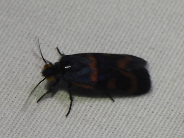 Straight-lined Cydosia Moth from Hood County, TX, USA on July 27, 2024 ...