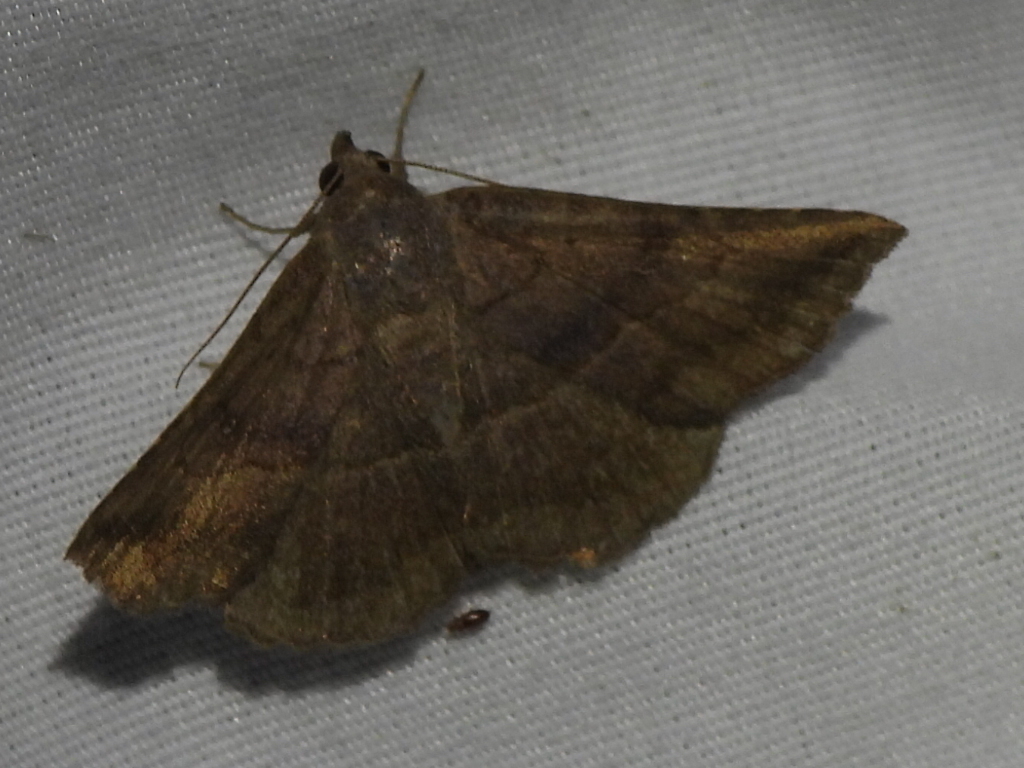 Detracted Owlet from Hood County, TX, USA on July 27, 2024 at 11:54 PM ...