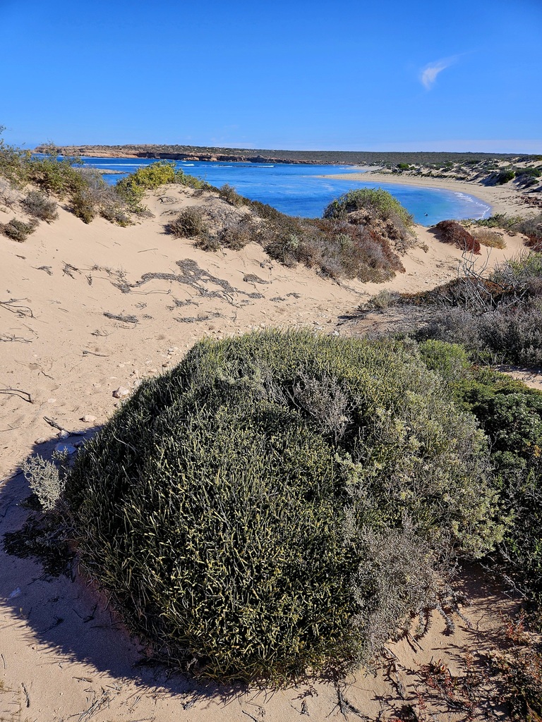 Exocarpos from Clare Bay South Australia on July 4, 2024 at 12:19 PM by ...