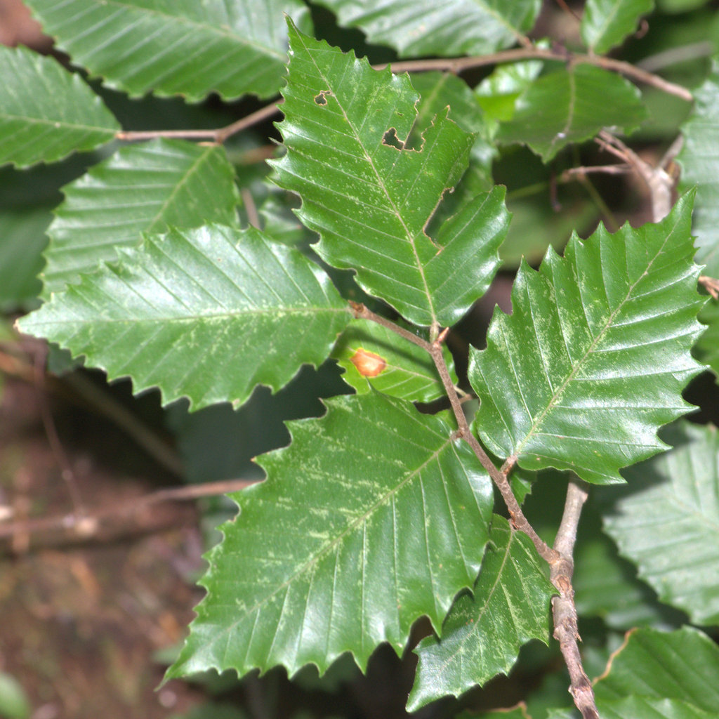 American beech from Great Dismal Swamp National Wildlife refuge ...