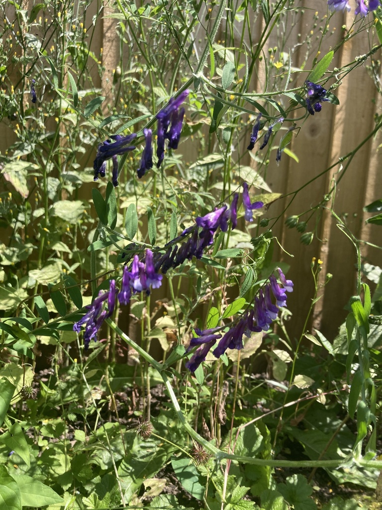 hairy vetch from Hope Street, York, England, GB on July 19, 2024 at 12: ...
