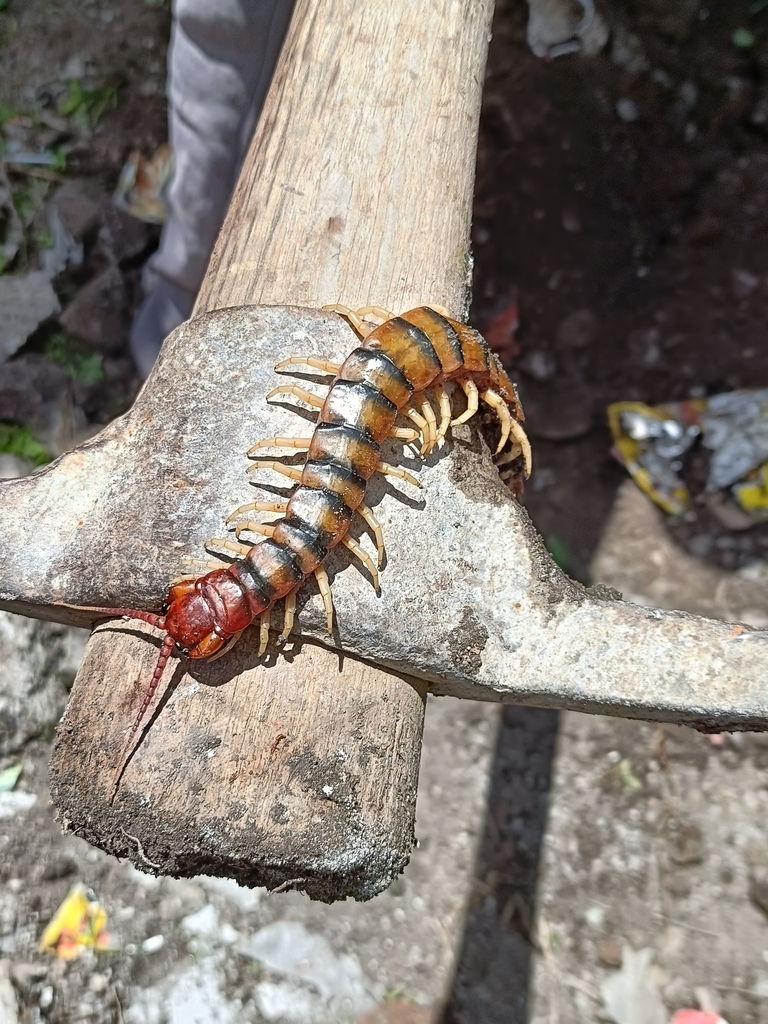 Giant Centipedes from El Santuario, 62920 Tepalcingo, Mor., México on ...