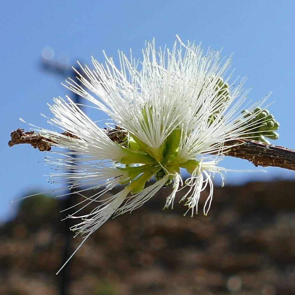 worm-cure false-thorn from Spreetshogte Pass, D1275, Region Khomas ...