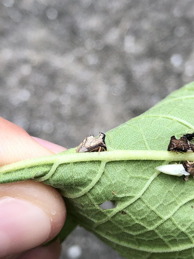 Keeled Treehopper from SE Fourth St, Clare, MI, US on July 28, 2024 at ...