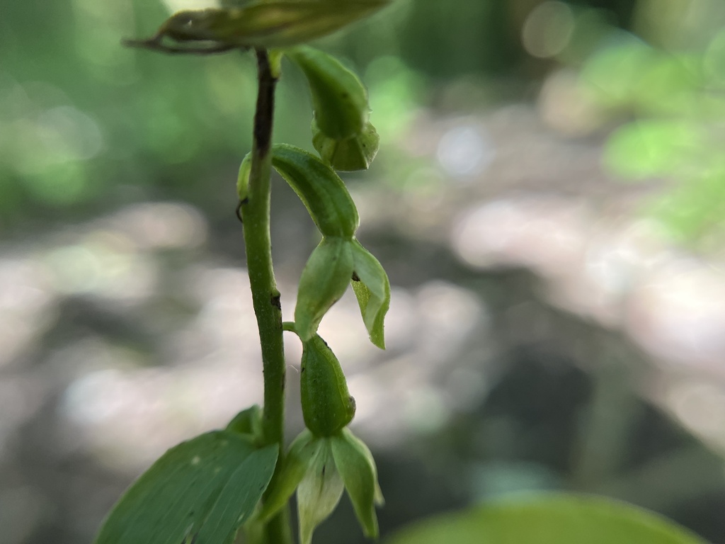 Green-flowered Helleborine from Wilsons Brow, Bolton, England, GB on ...