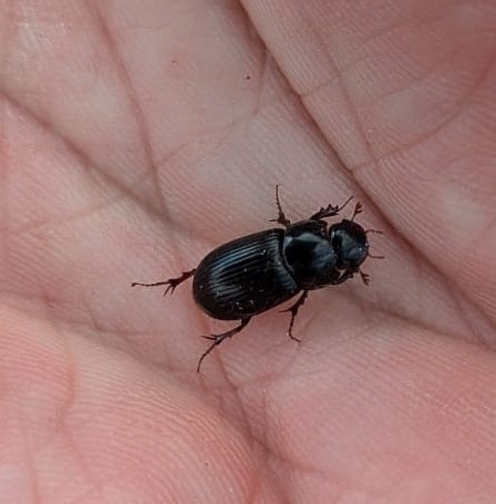 Night-flying Dung Beetle from Omagh BT79, UK on July 28, 2024 at 06:30 ...
