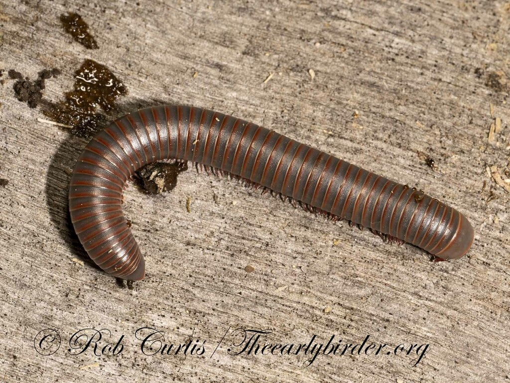 American Giant Millipede Complex from Lake County, IL, USA on July 1 ...