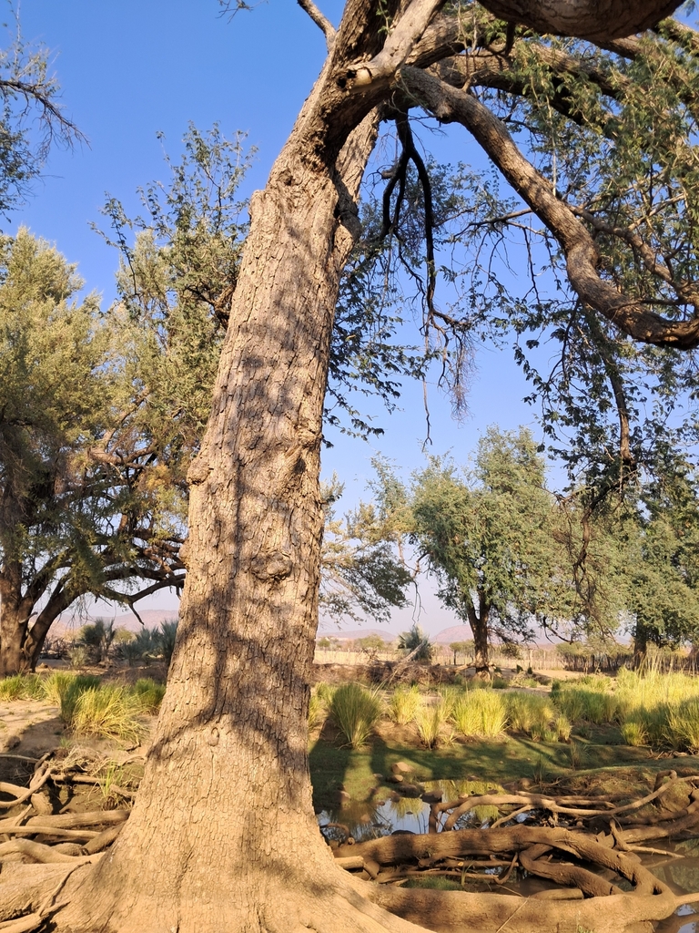 Ana tree from Curoca, AO-CU, NA, AO on July 23, 2024 at 09:19 AM by ...