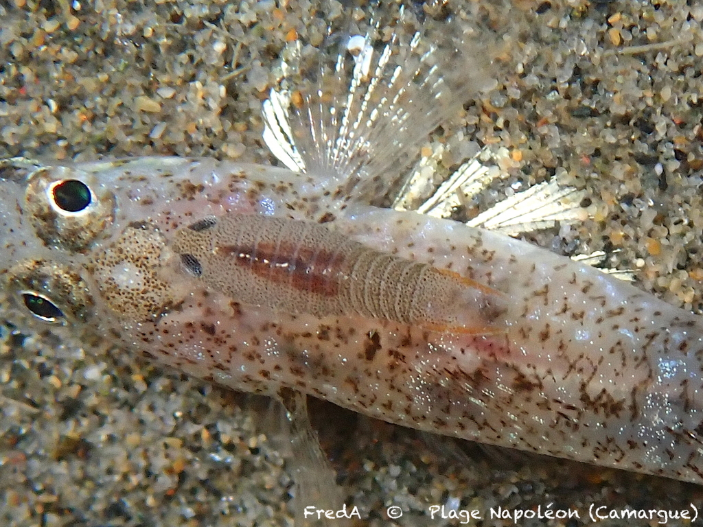 Fish Lice from Bouches-du-Rhône, Provence-Alpes-Côte d'Azur, FR on July ...