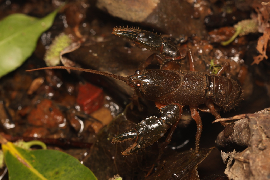 Euastacus setosus in July 2024 by riki_paleatus · iNaturalist