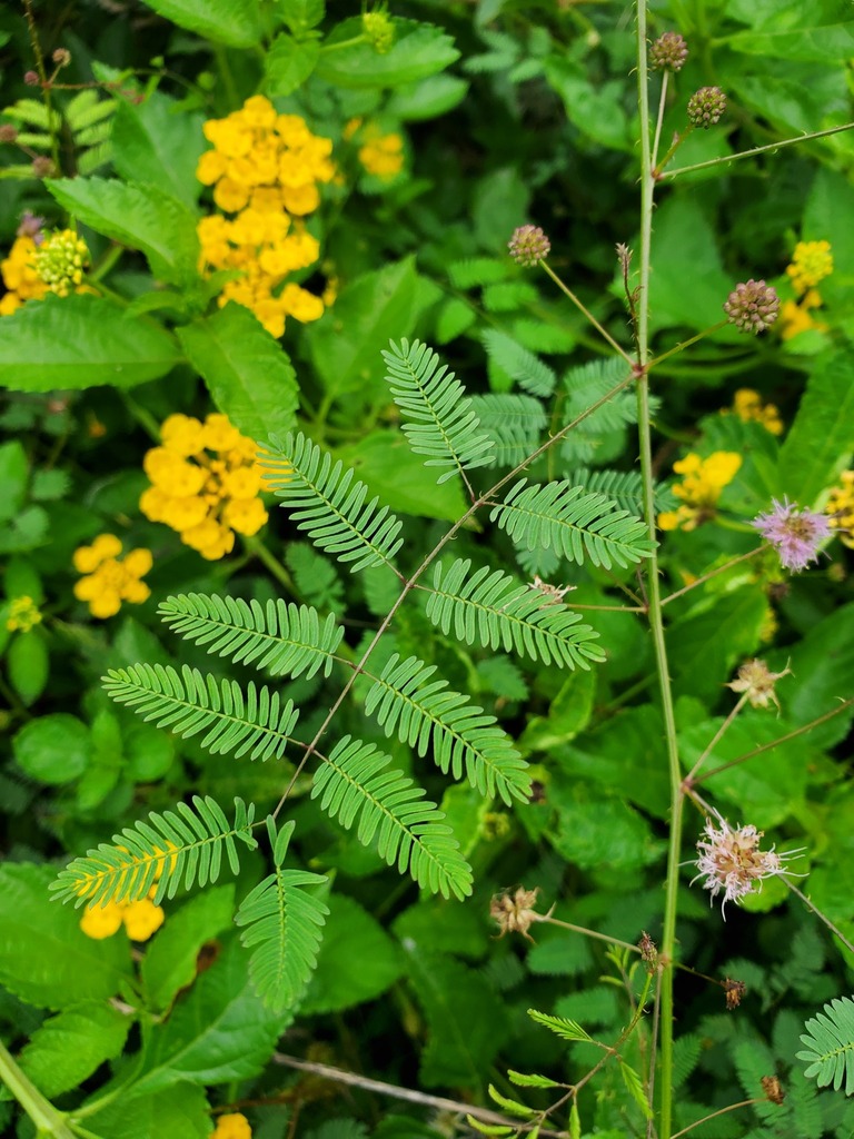 littleleaf sensitive-briar from Walker County, TX, USA on July 27, 2024 ...