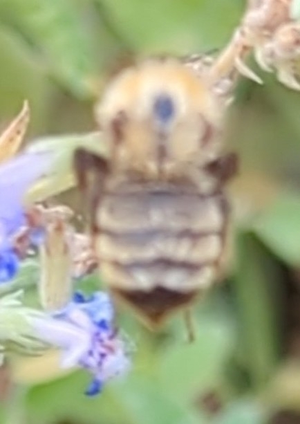 Golden Northern Bumble Bee from South Salt Lake, UT, USA on July 27 ...