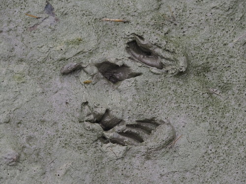 iNaturalist Tracking Database – NatureTracking