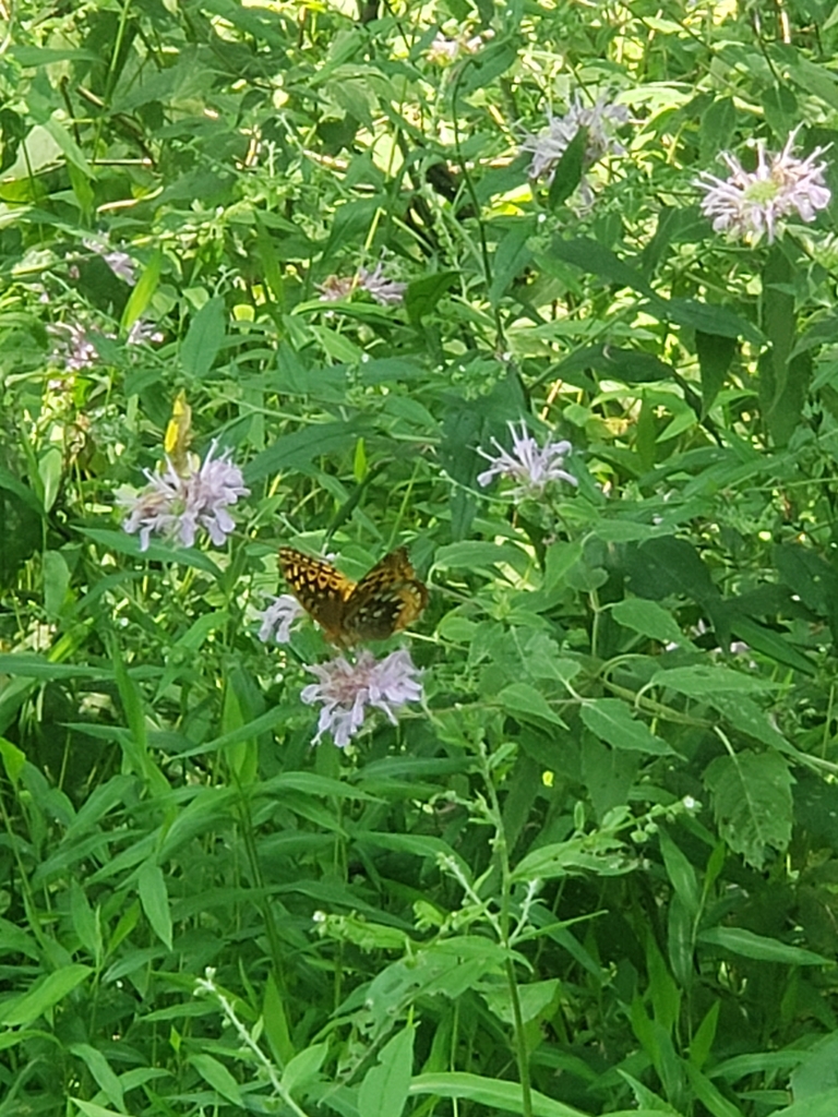 Great Spangled Fritillary from Delaware Water Gap National Recreation ...