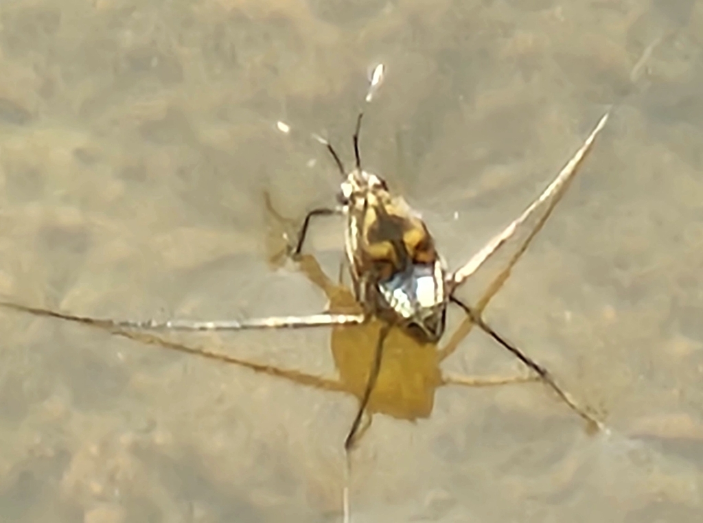 Trepobates subnitidus from Bear Creek Village, PA, USA on July 28, 2024 ...