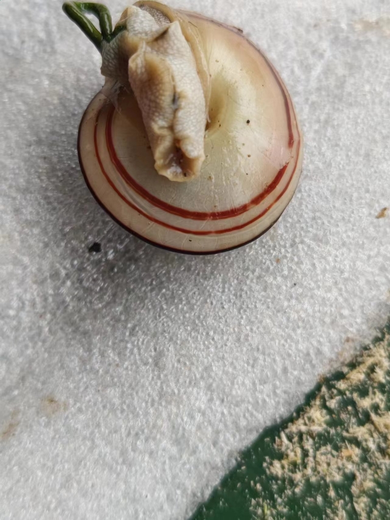 Camaena from 来宾 on July 29, 2024 by He Ziang · iNaturalist