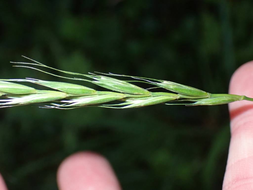 bearded wild rye from Heddon-on-the-Wall, UK on July 28, 2024 at 09:15 ...